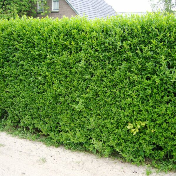 Ligusterhecke | Höchste Qualität & Anwuchsgarantie